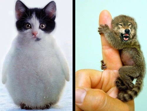Morphed Animals Cute