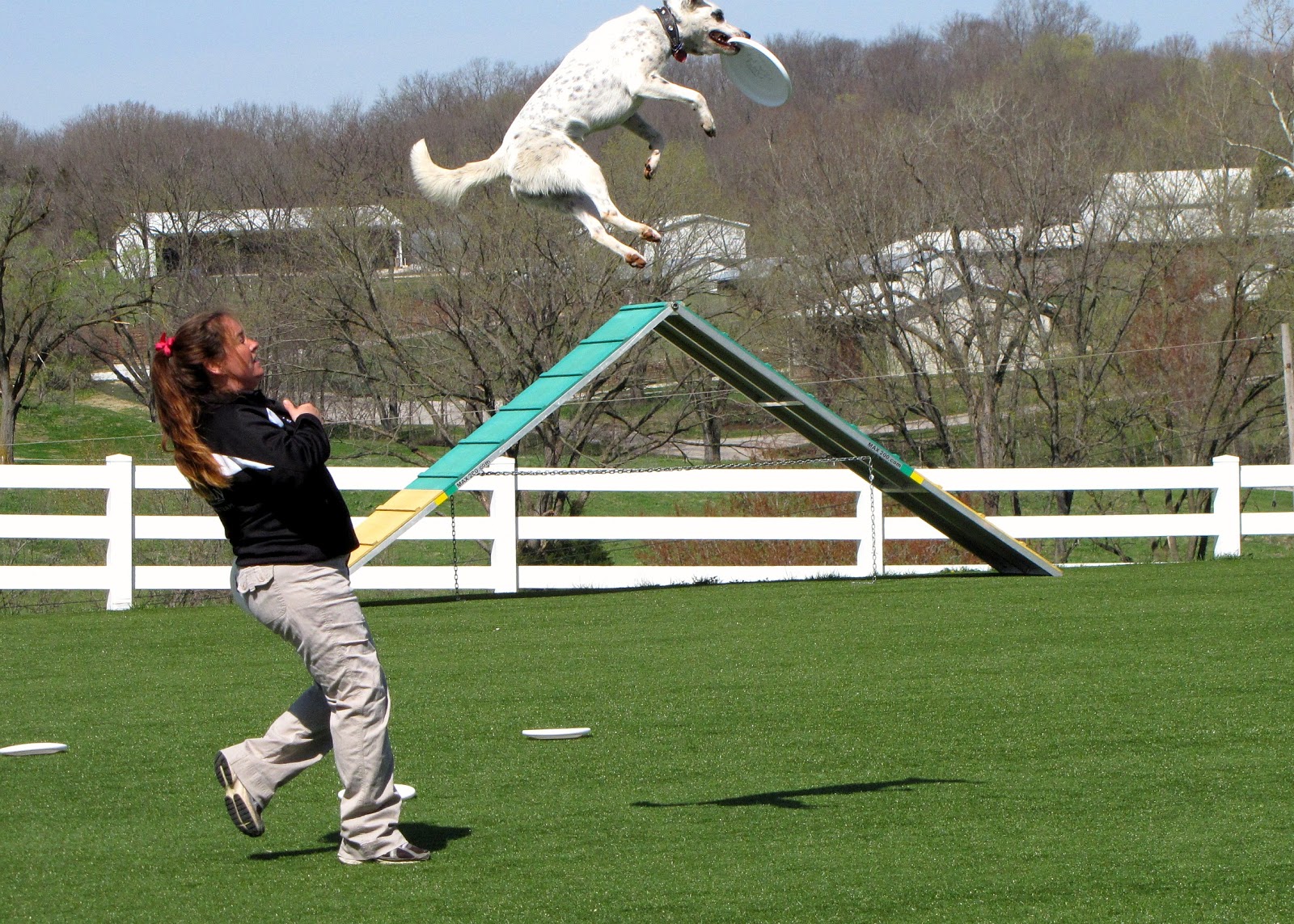 BlogBackup: UNBELIEVABLE DOGS FLYING! [TOTALLY AWESOME!]