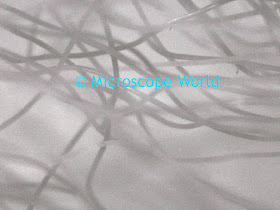 Microscope World Blog: Forensic Microscope Kids Science Project