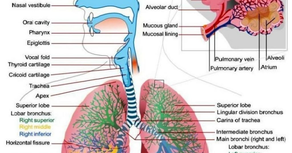 RESPIRATION AND CIRCULATION - One Biology