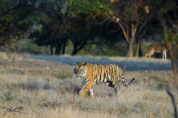 panna national park biosphere reserve forest