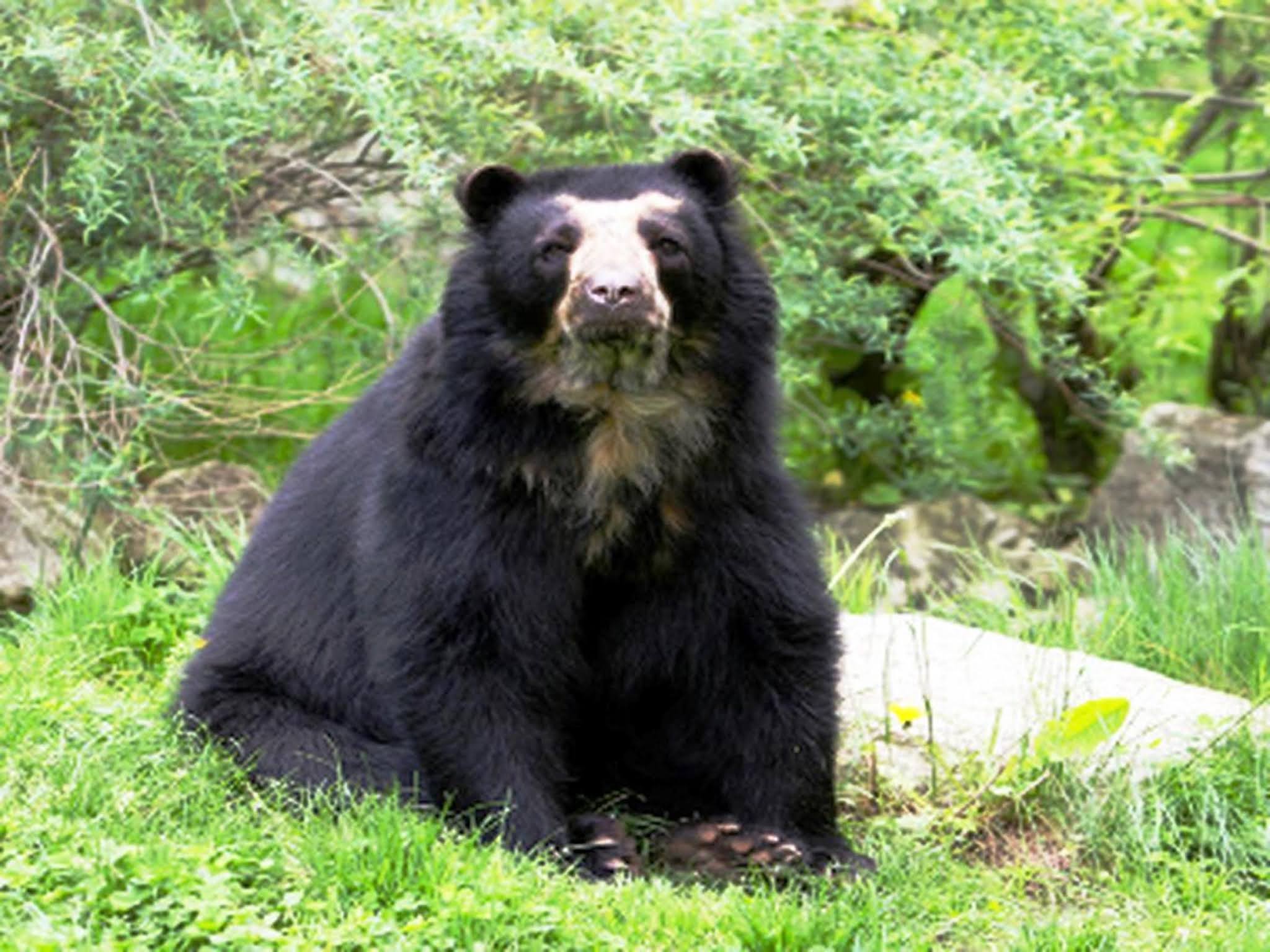 TURBOBAR APURIMAC: EL UCUMARI - DE: "CUENTOS PARA CCOROS" - 02