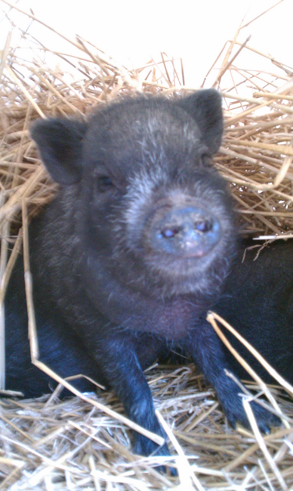 PIGS Animal Sanctuary
