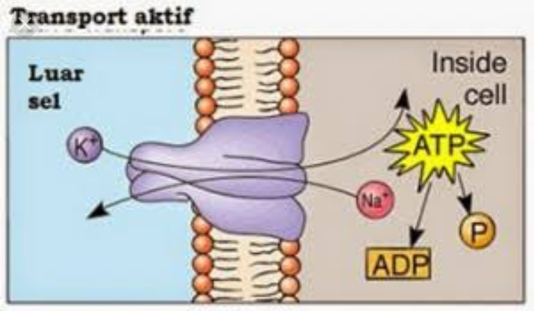 Mekanisme Transpor Melalui Membran