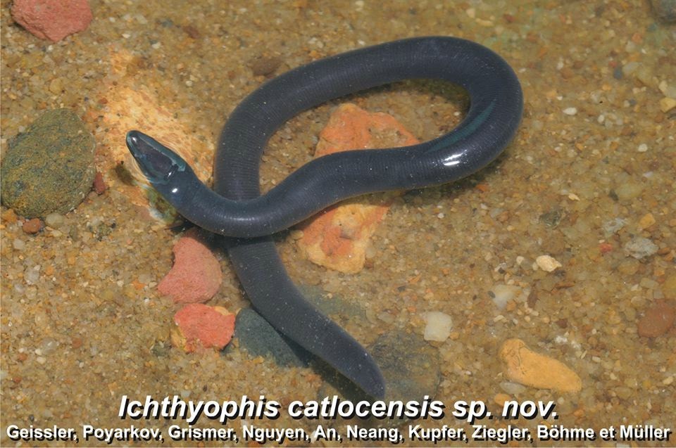 Species New to Science: [Herpetology • 2014] New Ichthyophis Species ...
