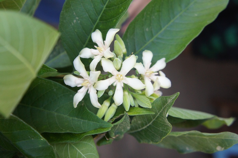 OUR PHILIPPINE TREES: The Windy Landscape