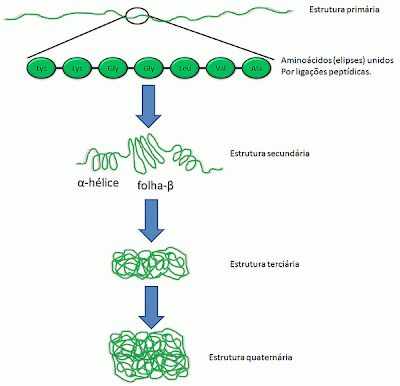 Resumos de Biologia: OS AMINOÁCIDOS, AS PROTEÍNAS E AS ENZIMAS PROTEICAS
