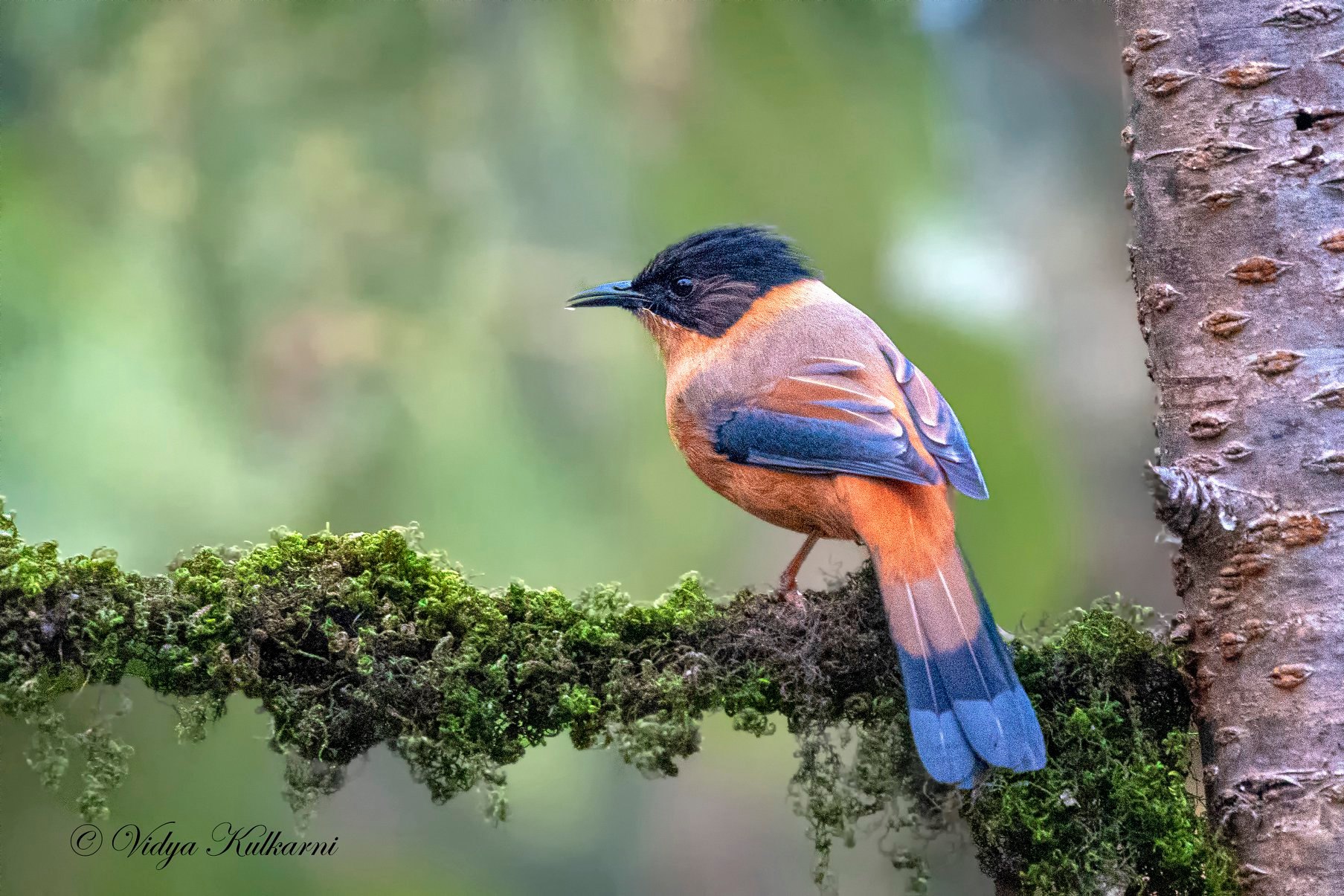 Rufous Sibia