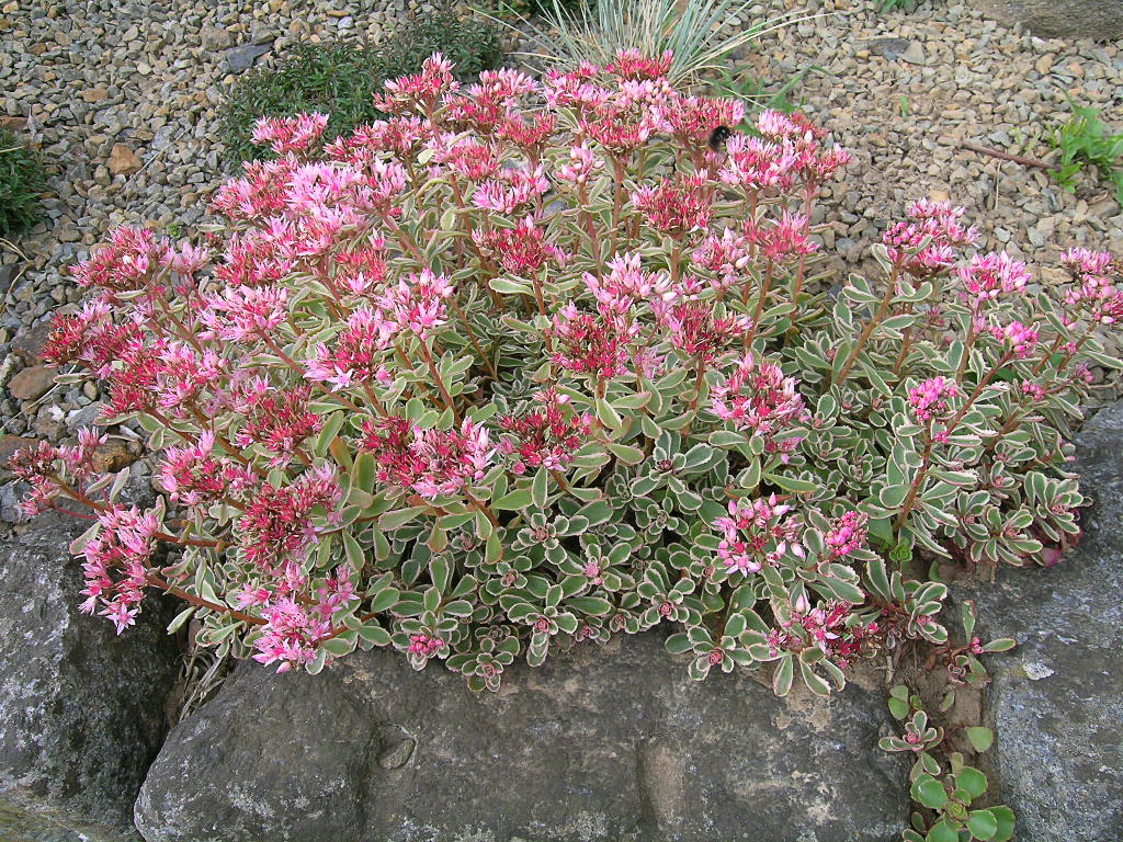 Sedum spurium - Phedimus spurius grow and care | Travaldo's blog