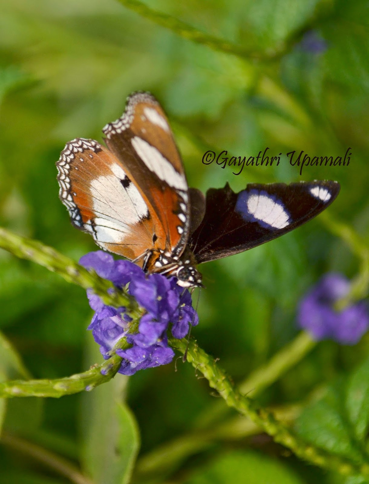 Chasing The Dreams: Danaid Eggfly (Hypolimnas misippus)