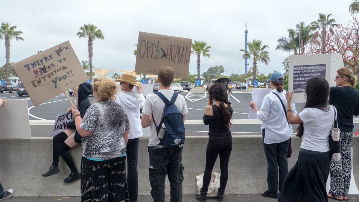 Eye Paint Art: Anti-SeaWorld Protests Gain Momentum