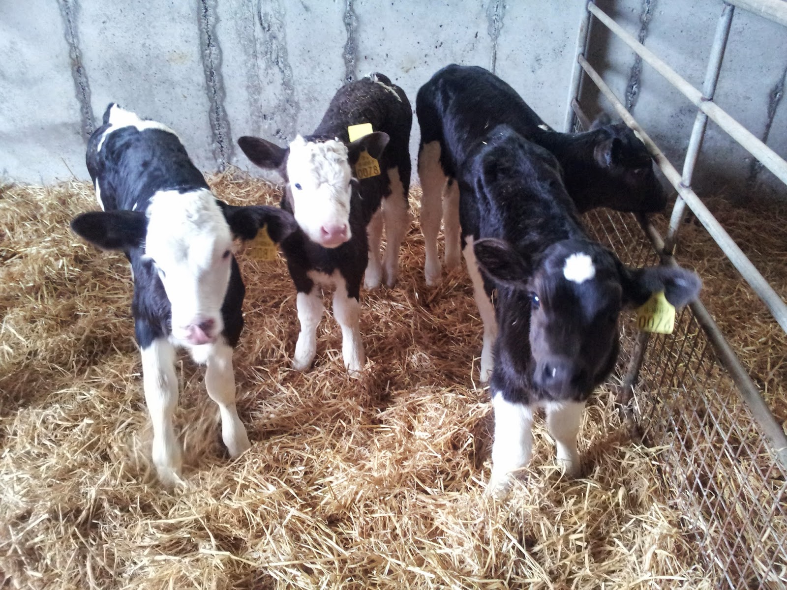Caherconnell Dairy: February 2015