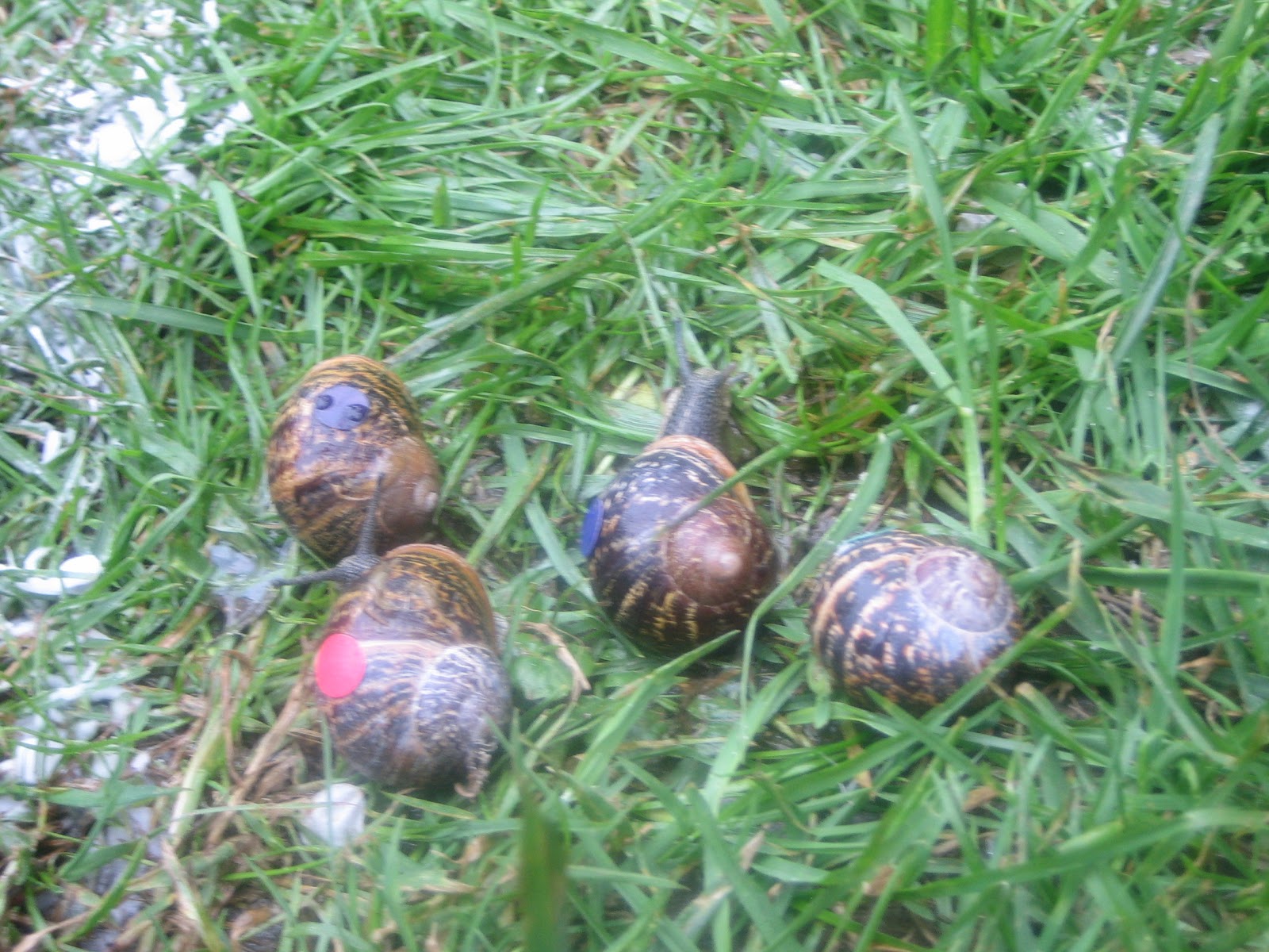 90-organiser une course d'escargots