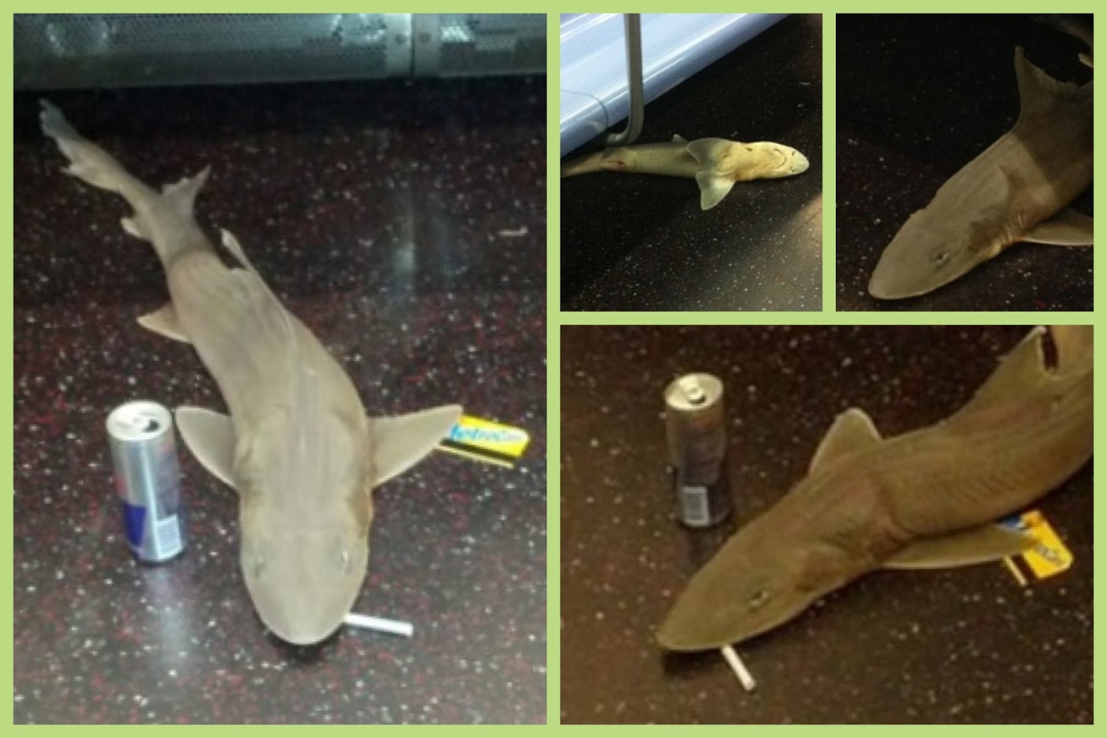 The Daily HoB: Shark On A Train