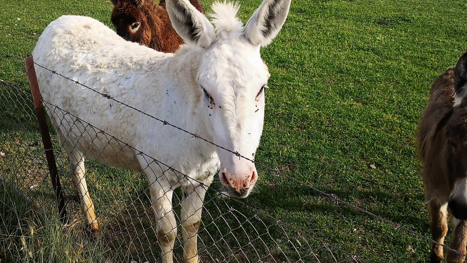 Burros, pollinos, asnos...., de cuatro patas y en algunas ocasiones ...