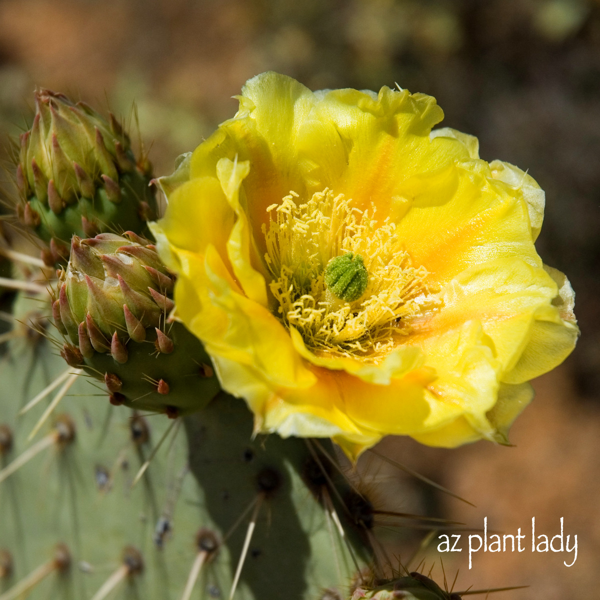 Cactus Flowers Color the Desert Landscape - Ramblings from a Desert Garden