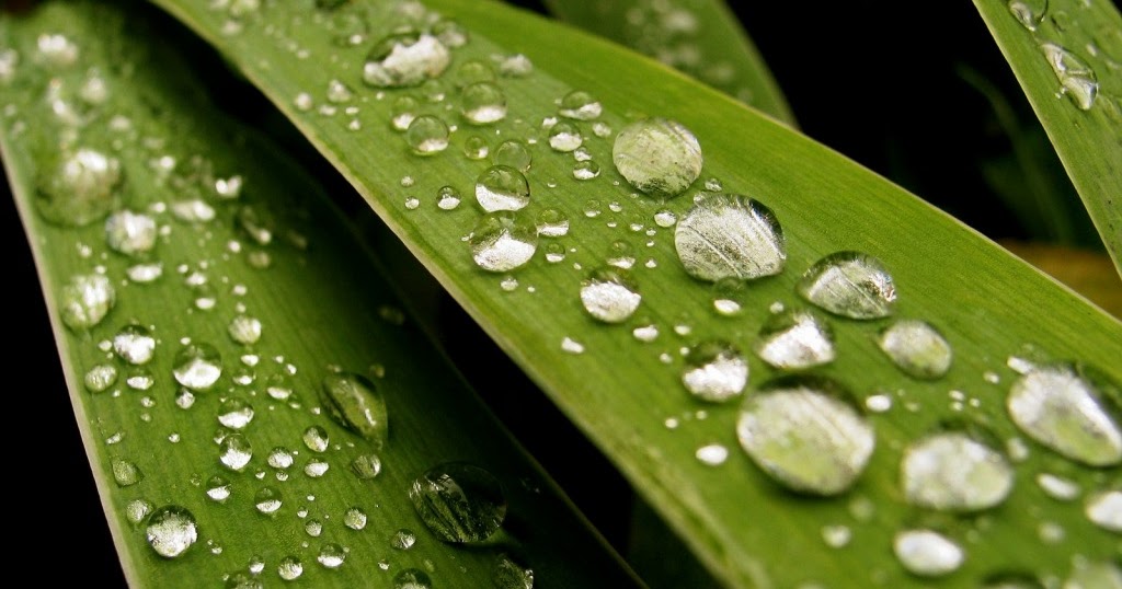 Download besplatne pozadine 1024x768: Svježe kapi kiše na listu