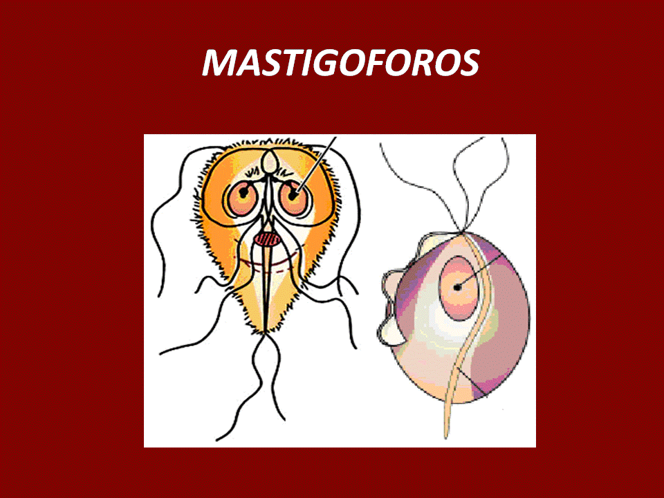 J68: MASTIGOFOROS