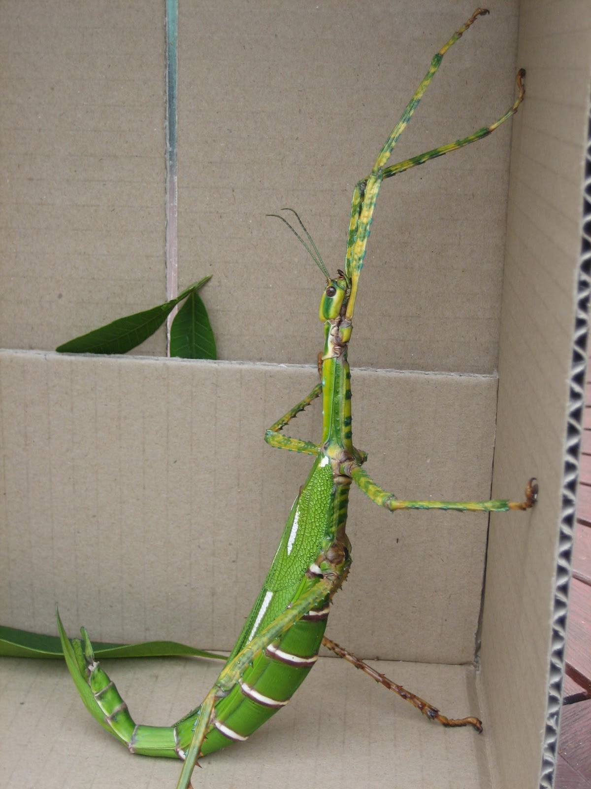 Amazing Stick Insect - Giant Stick Bug Facts, Photos, Information ...