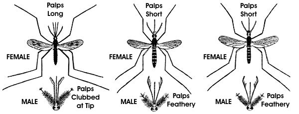 Rutgers Master Gardeners of Burlington County IPM Blog: 2019