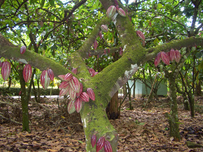 The Caribbean History Archives: Cocoa