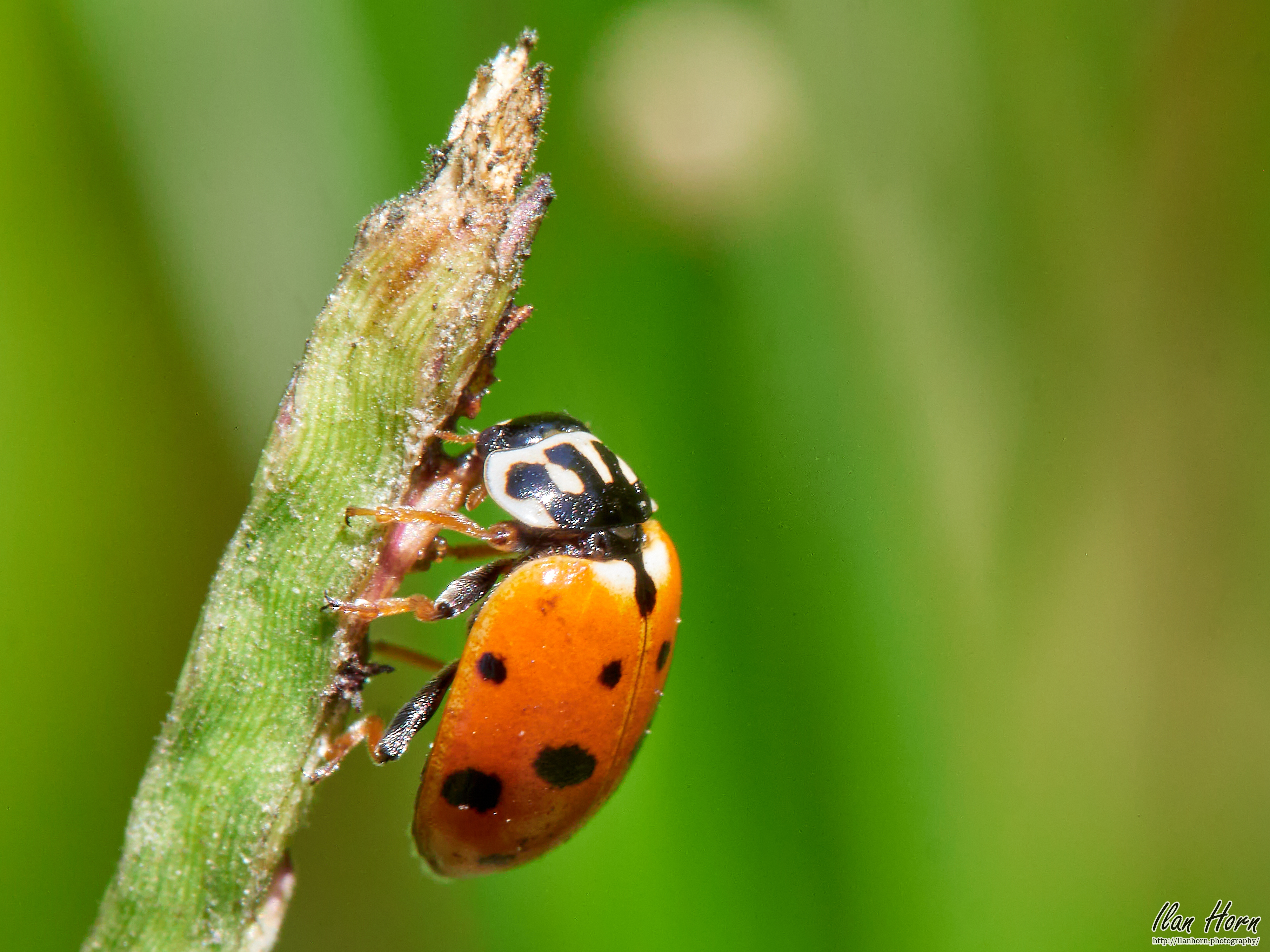 Ladybug Up Close