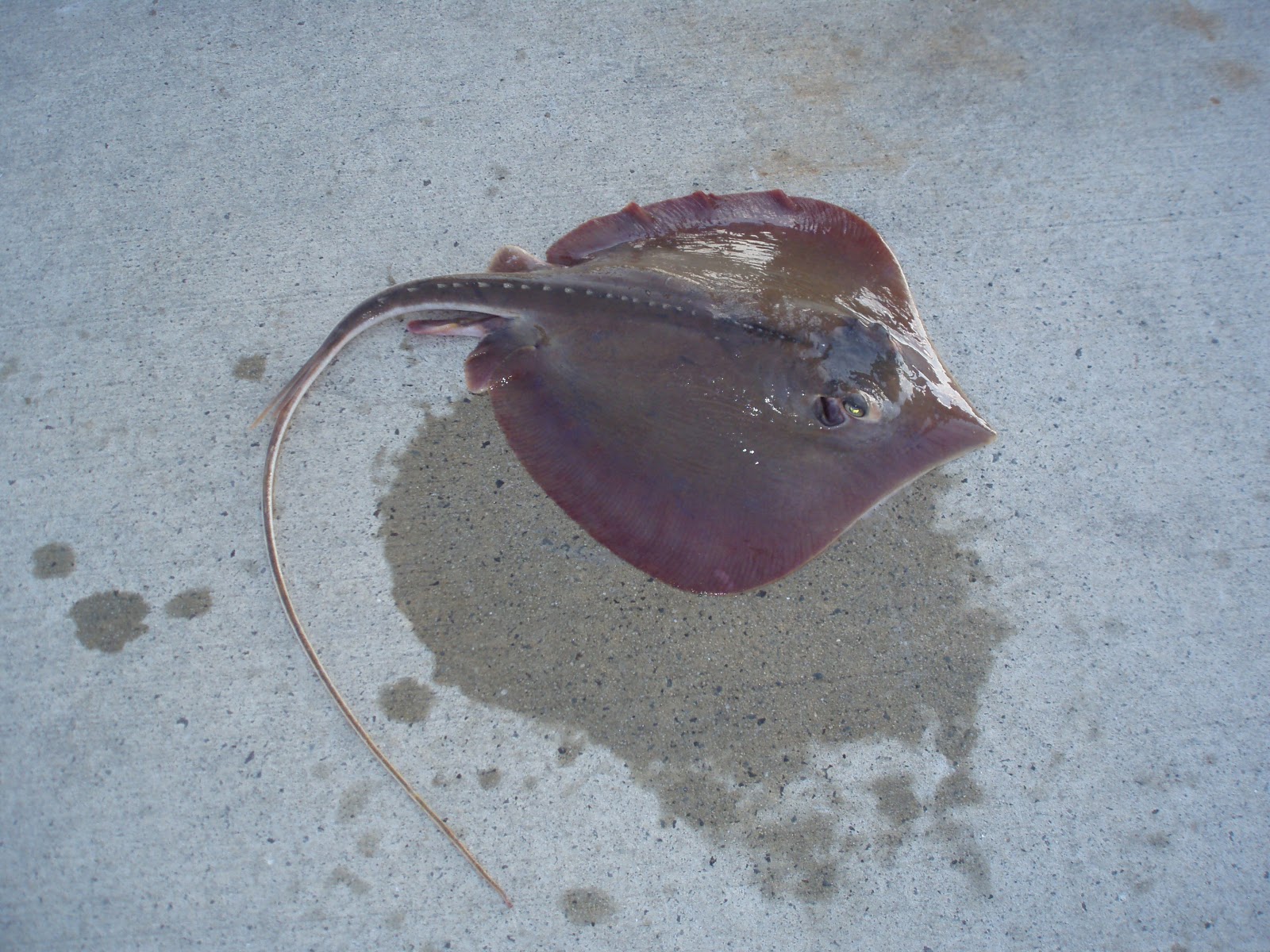 Canoeing In Ohio: Atlantic Stingray Next >