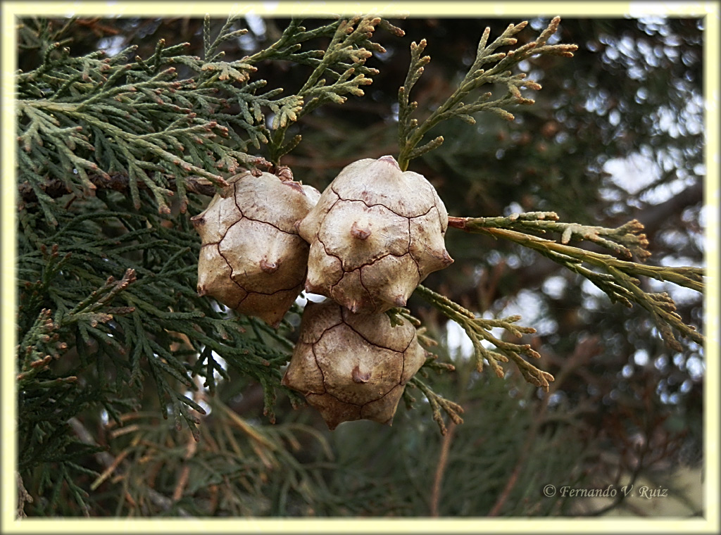 Plantas de La Rioja: Ciprés Común. (Cupressus sempervirens)
