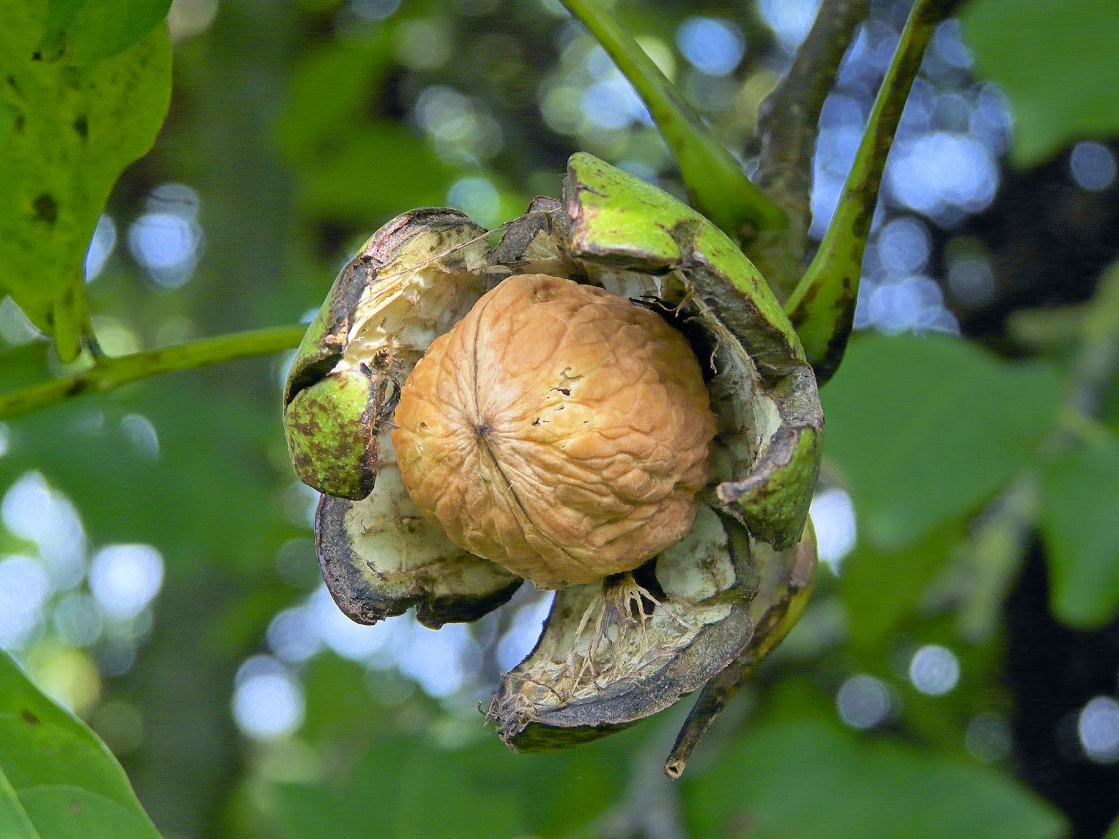 Le Douaire. Île de Vivre.: Tout avoir sur le noyer (juglans) : conseils ...
