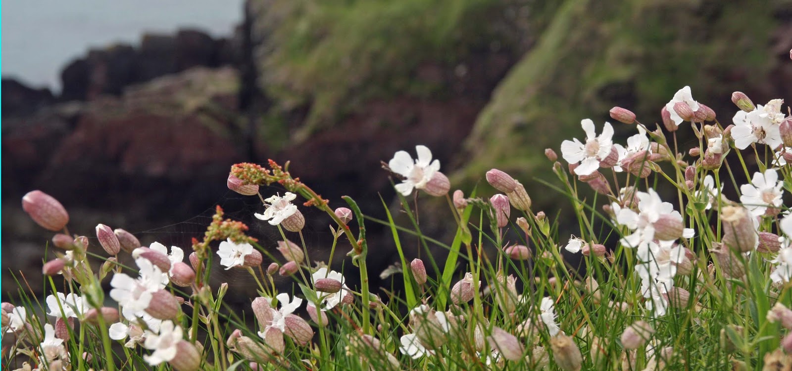 A Walk in Knockadoon