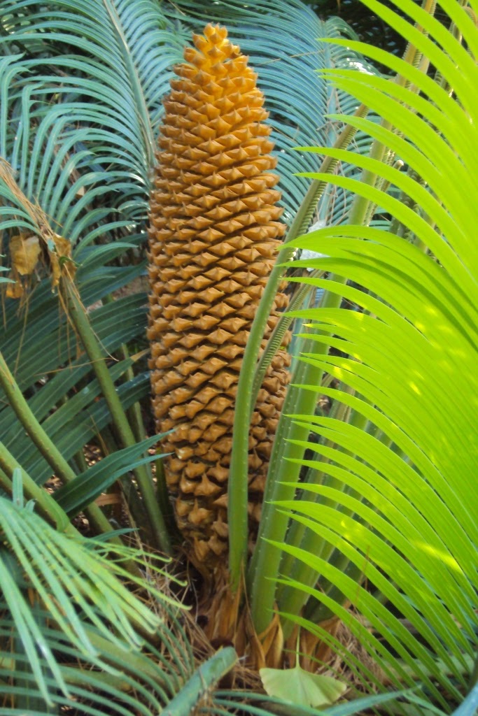 Taxonomia Plantae no Magnoliopsida