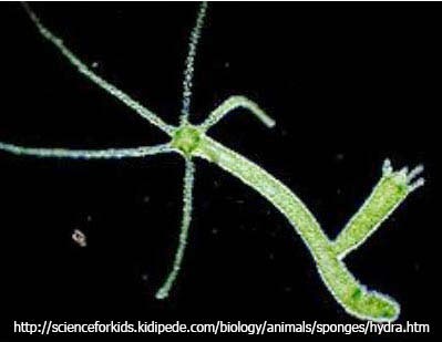 Bizarre Creature of the Day: Creature 75: Hydra