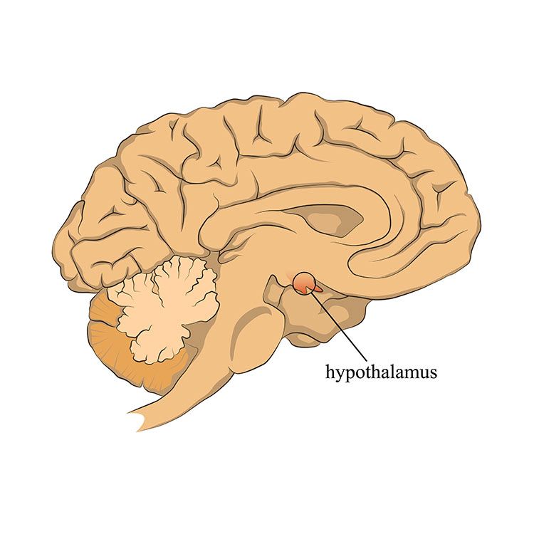 Hypothalamus And Its Hormones