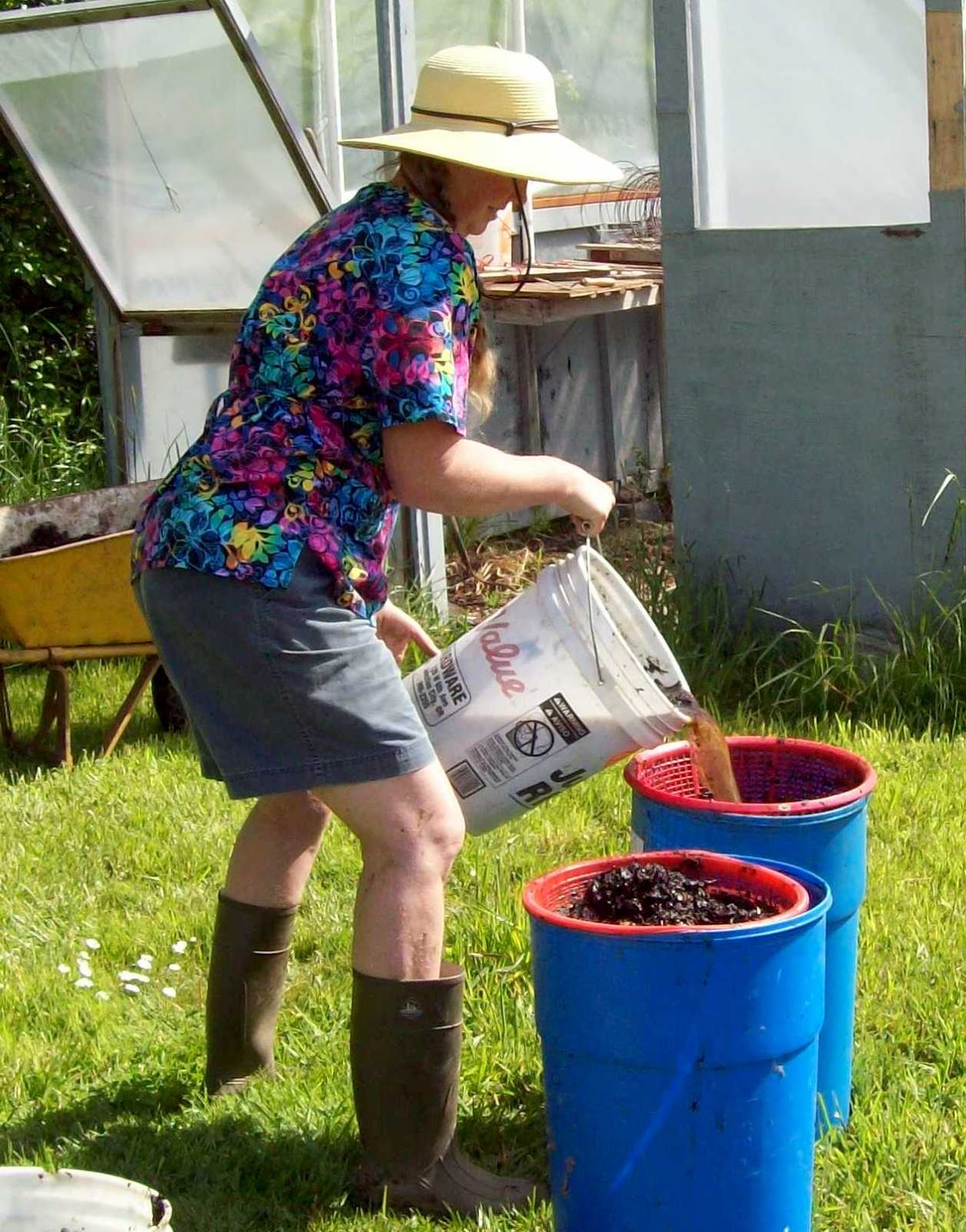The Sharing Gardens : Grow Your Own 'Blue Corn'