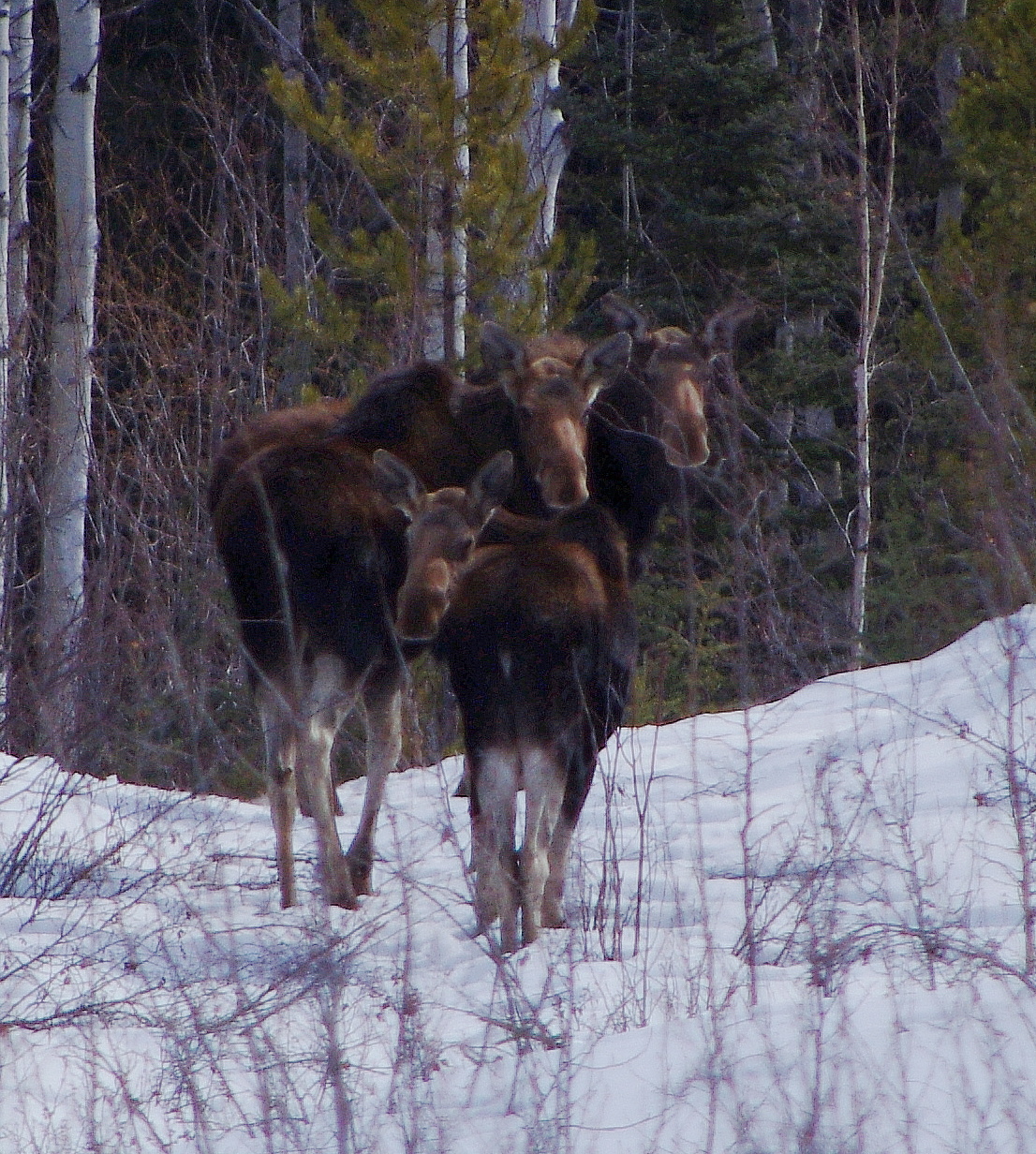 Susan Drury: Moose Excitement