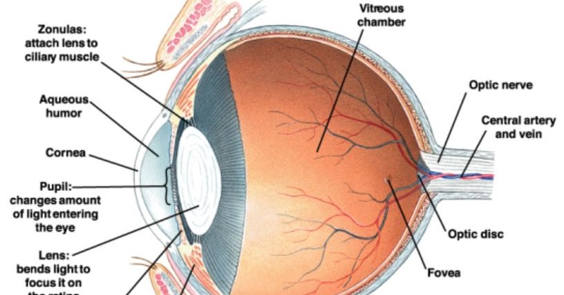 Image Sensors World: Human Eye Resolution in Megapixels