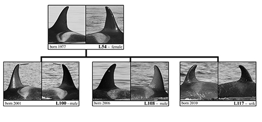Whale Family Tree