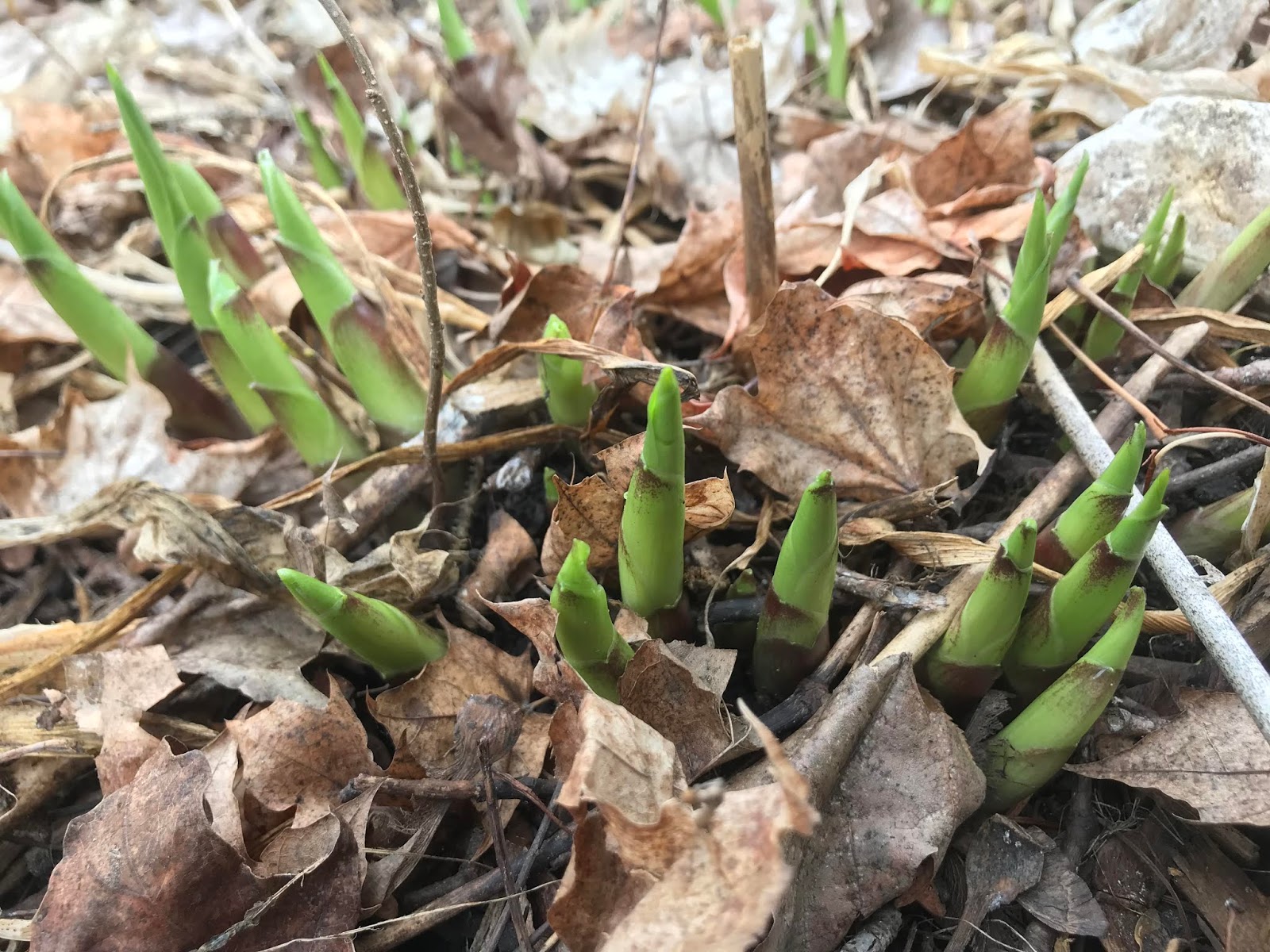 Chuck Does Art: Identifying bulbs growing in early spring by shoots