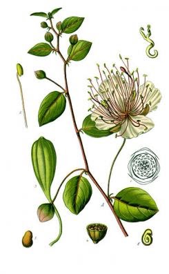 DE RE COQVINARIA: CAPPARIS SPINOSA, L, LA ALCAPARRA
