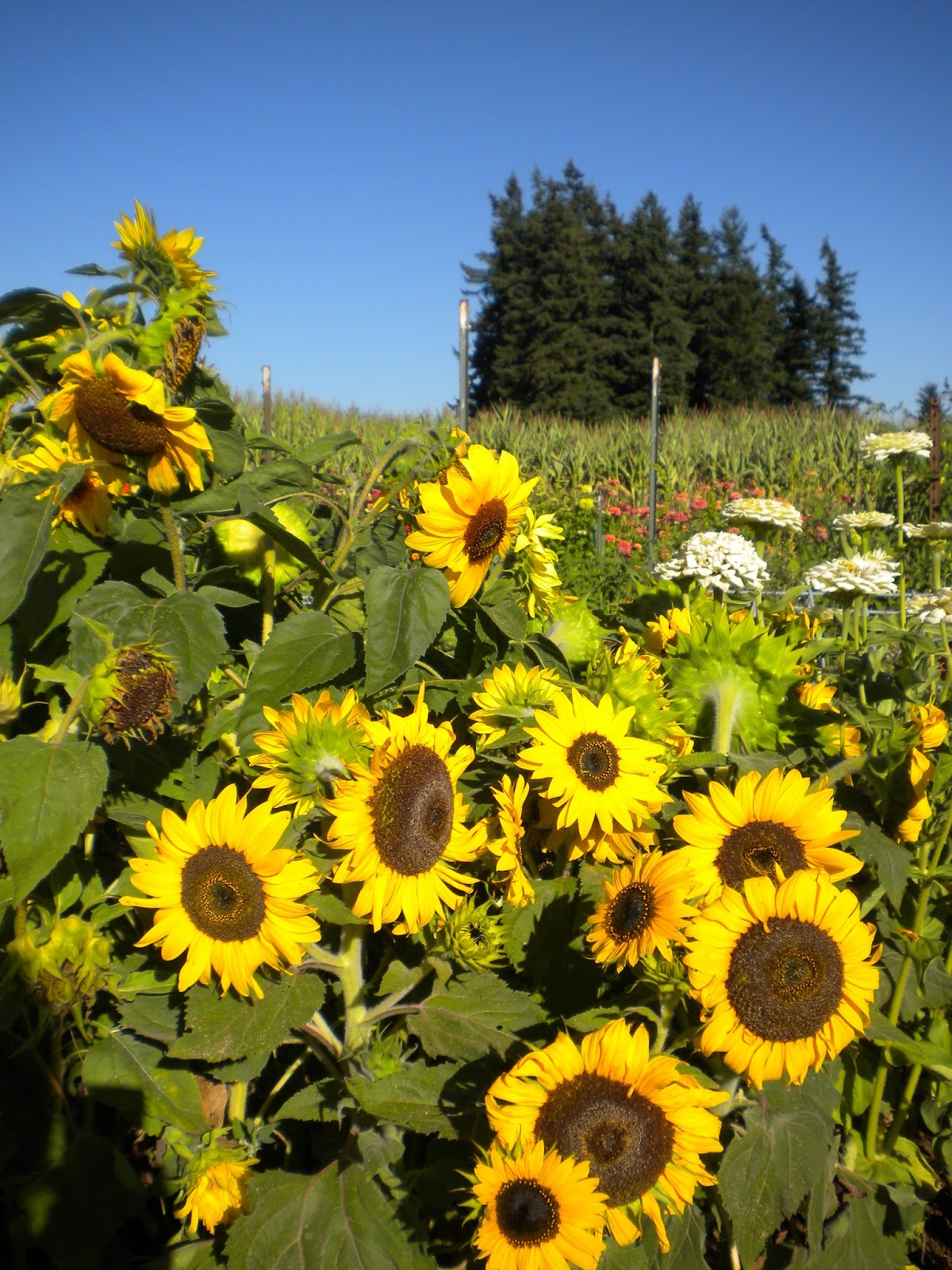 sunflowers are THE color of august at red gate farm