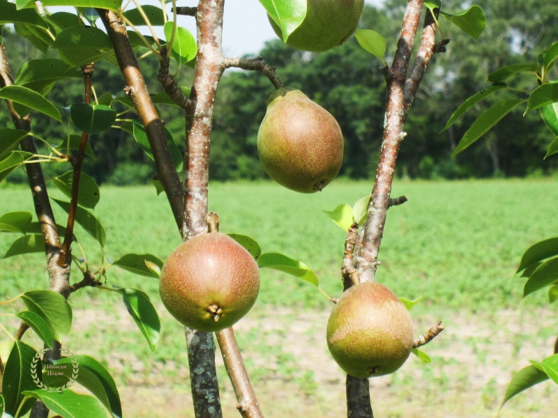 Hibiscus House: This That and Another: The Tiger Lily The Pear Tree a ...