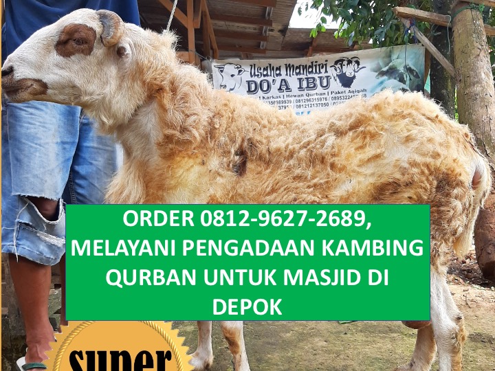 ORDER 0812-9627-2689, Melayani Partai Besar Kambing Qurban di Depok