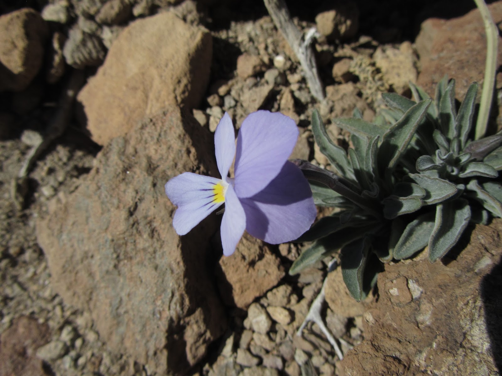 Ferran Solé/Senderismo: flora de canarias