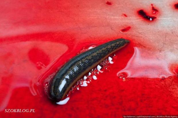 Pijawki: Proces rozmnażania i narodzin pijawek lekarskich