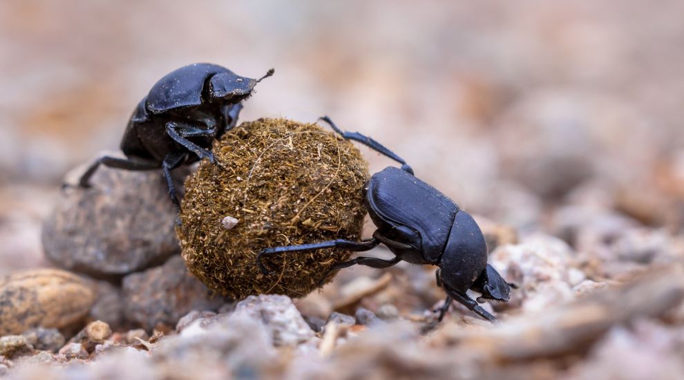 Unique Facts And Information: Strongest animal in World-Dung beetles