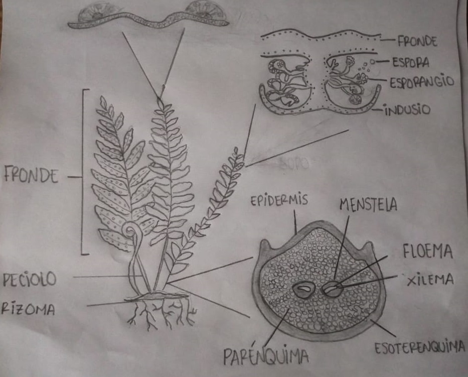 IDENTIFICACIÓN Y RECONOCIMIENTO DE LAS ESTRUCTURA DE LAS PTERIDOFITAS: 2019