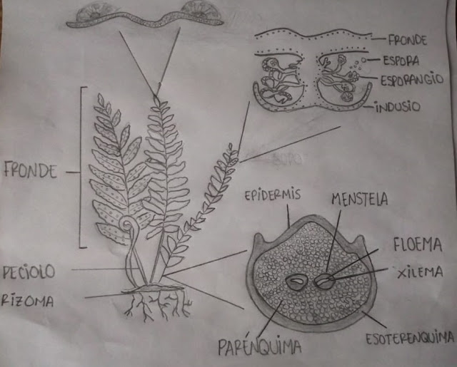 IDENTIFICACIÓN Y RECONOCIMIENTO DE LAS ESTRUCTURA DE LAS PTERIDOFITAS