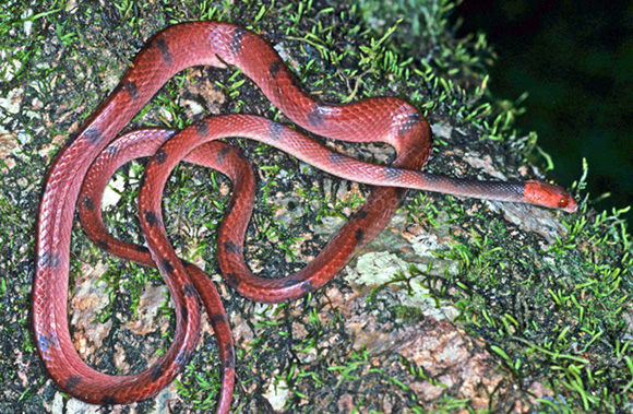 The Herpetology of Trinidad and Tobago: Flat Snake, Siphlophis ...