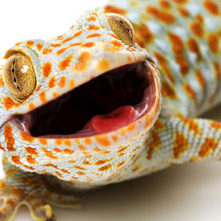 The Gecko Zone : The Tokay Gecko