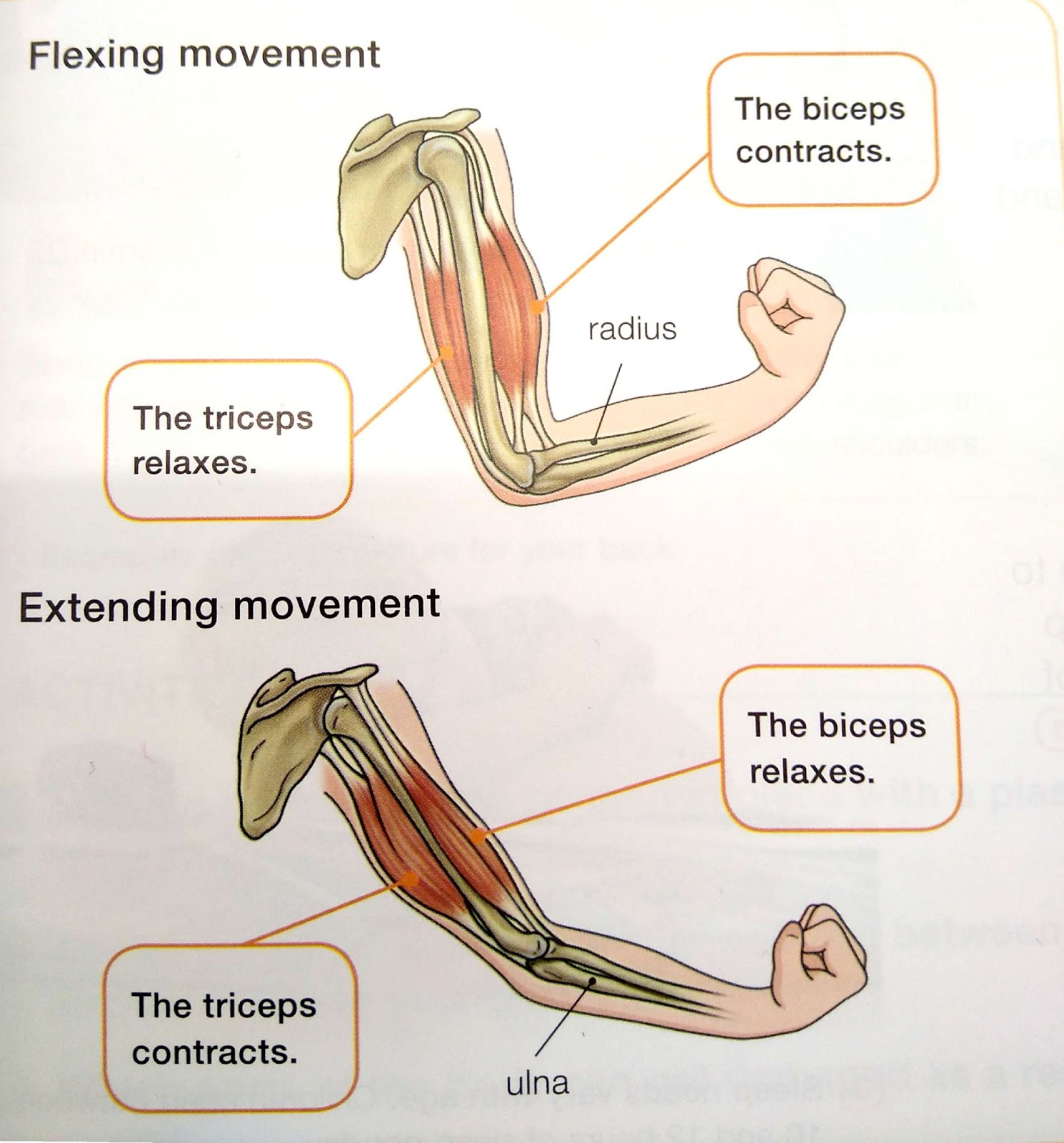 CeipToursScience6: UNIT 2 NATURAL SCIENCE: THE LOCOMOTOR SYSTEM